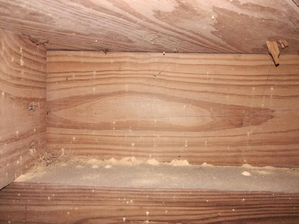 Should I worry about Powderpost beetles? - House Call Acadiana